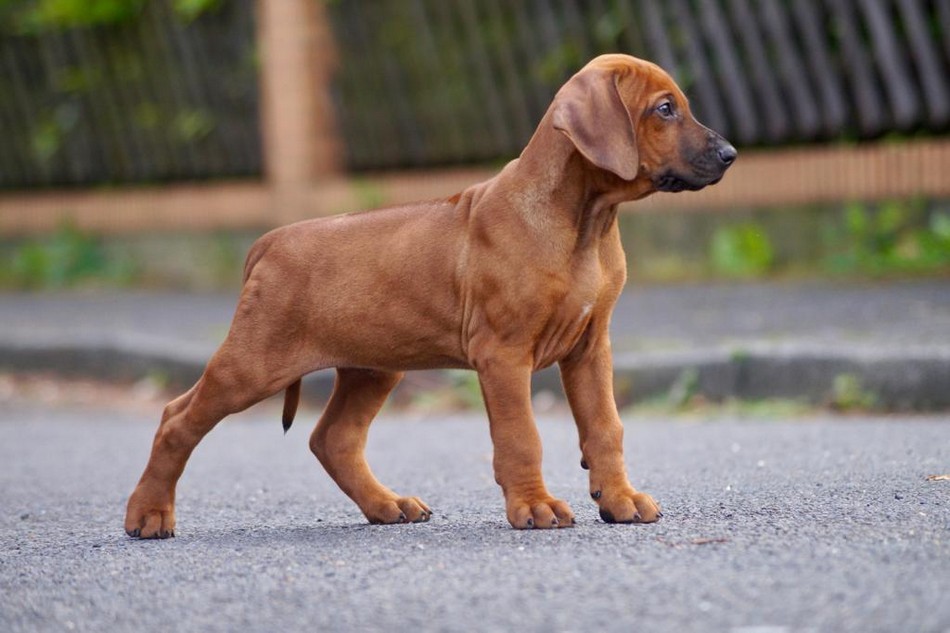 © Storms River Kennel