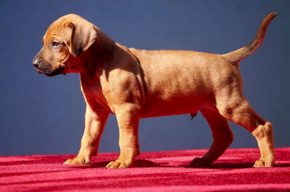 © Storms River Kennel